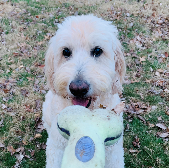 22 Cute Curare Companions to Brighten Your Day | Curare Physician ...